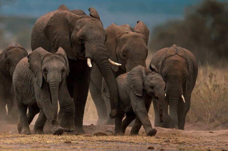 25 Amazing Facts About Elephants You Didn’t Know