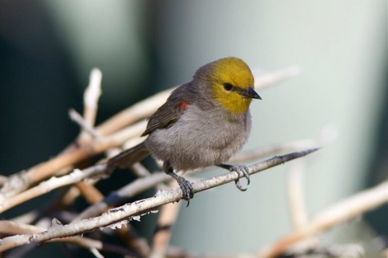Top 10 Smallest Birds in the World – Tiny but Fascinating Creatures