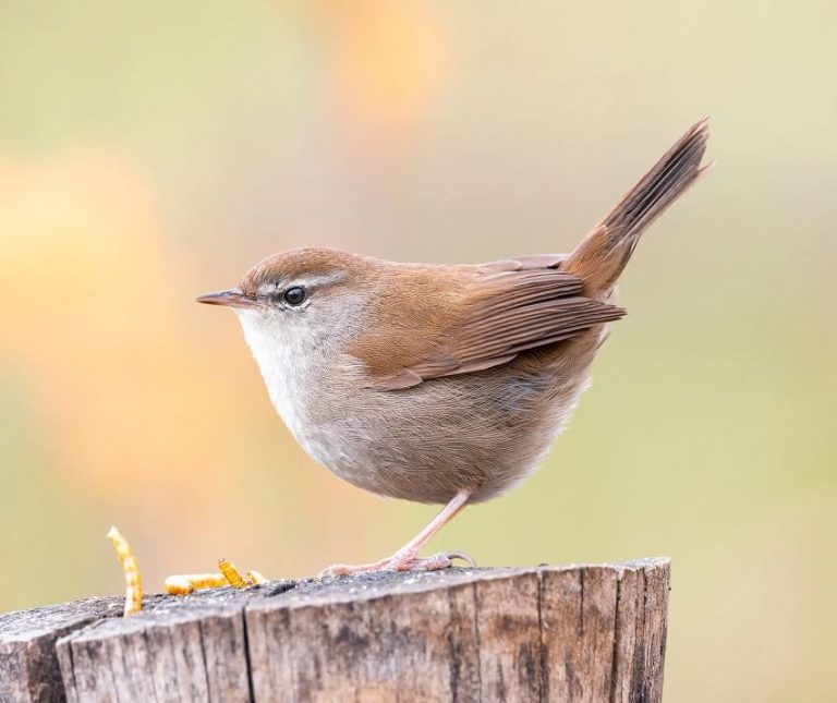 Top 10 Smallest Birds in the World – Tiny but Fascinating Creatures