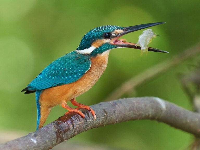 Top 10 Smallest Birds in the World – Tiny but Fascinating Creatures