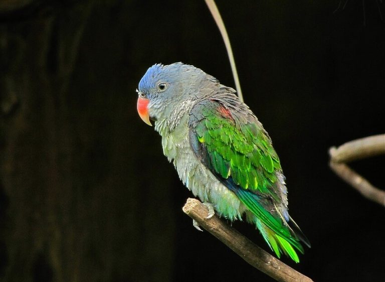 Top 10 Smallest Birds in the World – Tiny but Fascinating Creatures