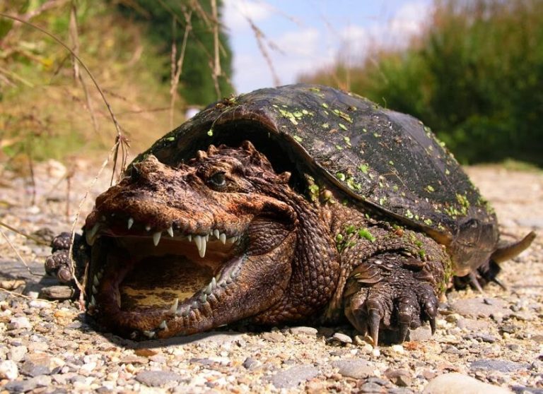 Alligator Snapping Turtle Guide: Behavior, Habitat and Bite Facts