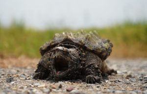 Alligator Snapping Turtle Guide: Behavior, Habitat and Bite Facts