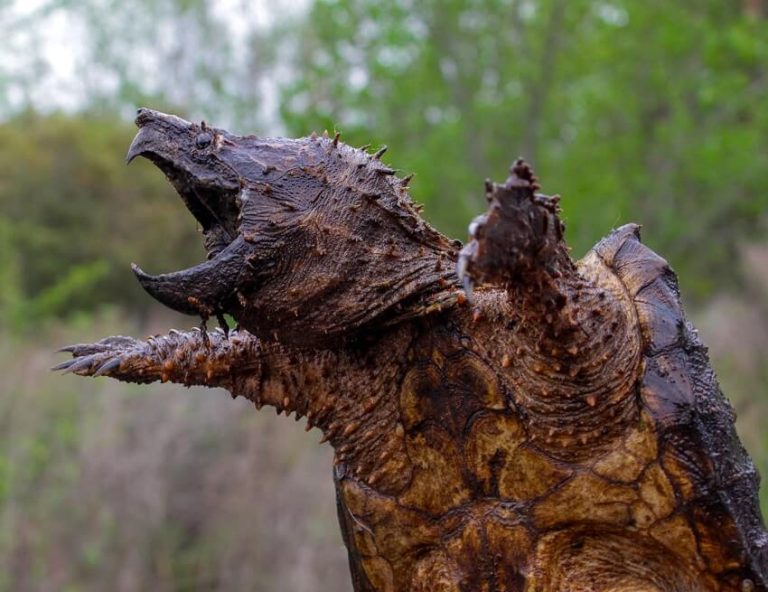 Alligator Snapping Turtle Guide: Behavior, Habitat and Bite Facts