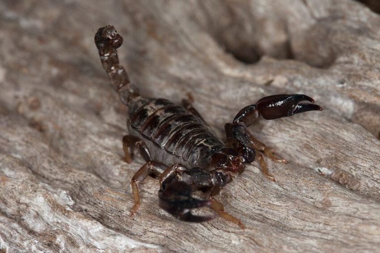 Top 5 Animals That Can Survive Without Food for an Astonishingly Long Time