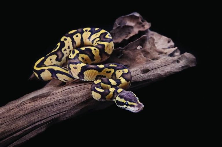 Top 5 Animals That Can Survive Without Food for an Astonishingly Long Time