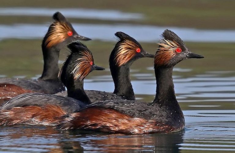 4 Animals That Can Walk on Water - Nature’s Amazing Balancing Act