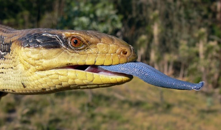 Blue-Tongue Lizard Care Guide: Diet, Habitat, and Behavior