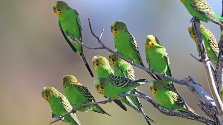 Budgerigar (Budgie) Care Guide: Behavior, Diet and Training Tips