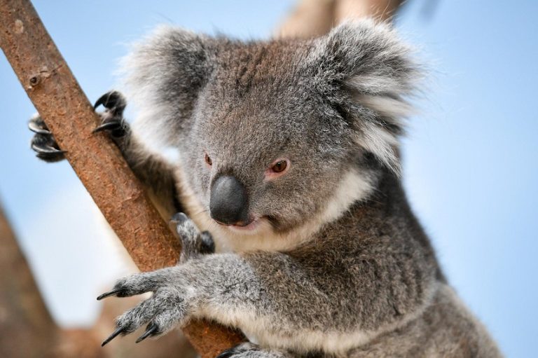 The Complete Guide to Koalas: Diet, Habitat, and Lifestyle