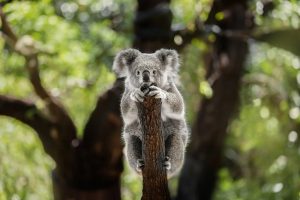The Complete Guide to Koalas: Diet, Habitat, and Lifestyle