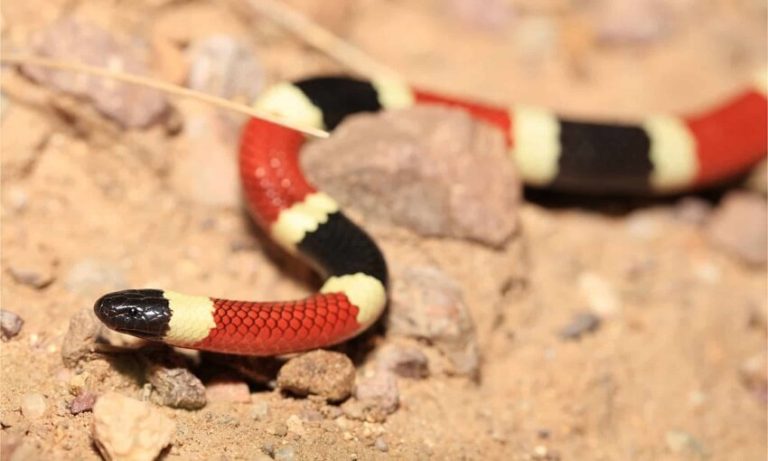 Coral Snake Facts: Identification, Venom and Safety Tips
