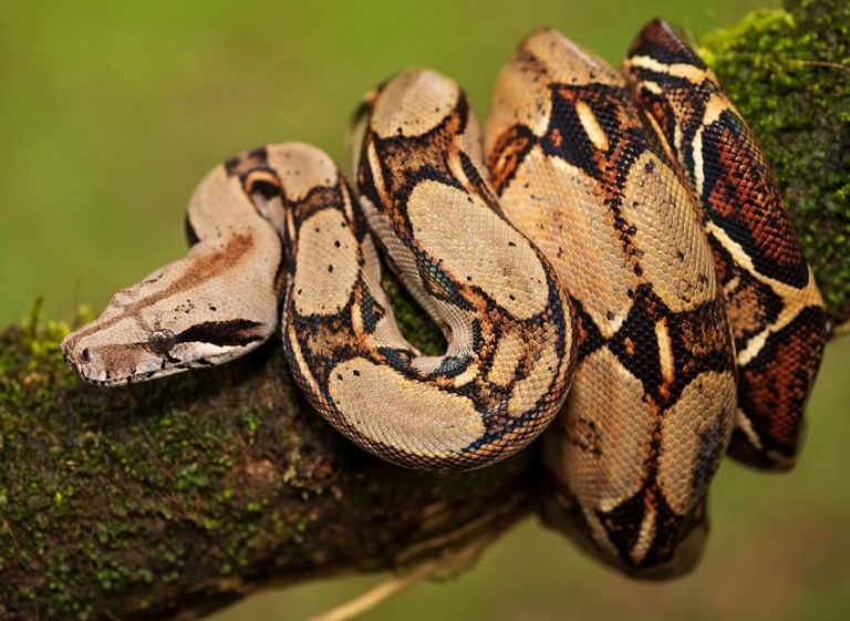 Top 5 Dangerous Pythons in the World - Nature’s Silent Predators
