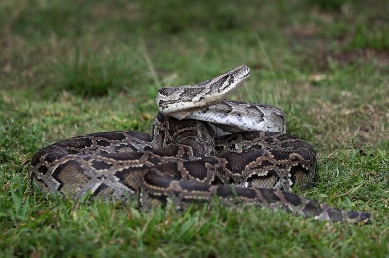 Top 5 Dangerous Pythons in the World - Nature’s Silent Predators