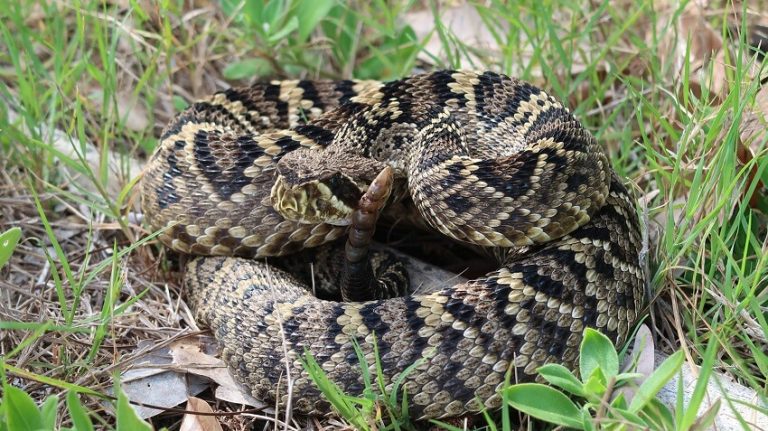 Eastern Diamondback Rattlesnake: Identification, Habitat, Safety Tips