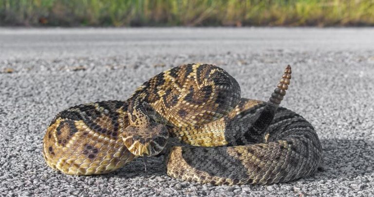 Eastern Diamondback Rattlesnake: Identification, Habitat, Safety Tips