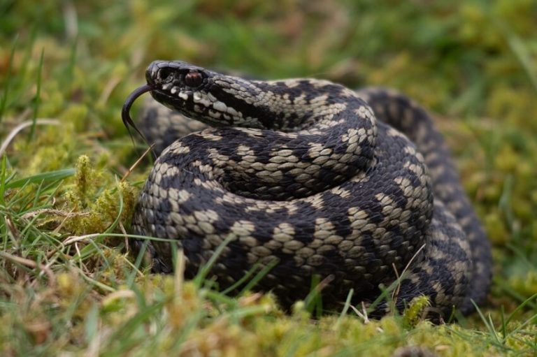 European Adder (Vipera berus): Identification, Habitat and Bite Risk
