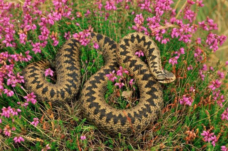 European Adder (Vipera berus): Identification, Habitat and Bite Risk