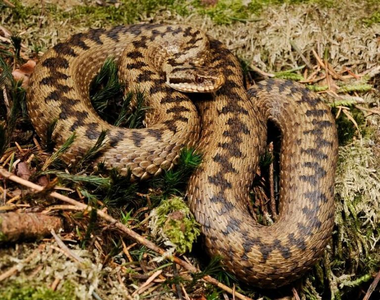 European Adder (Vipera berus): Identification, Habitat and Bite Risk