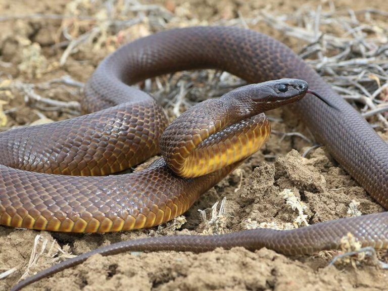 Inland Taipan Facts: World's Most Venomous Snake Explained