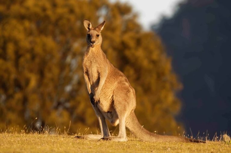 Kangaroo Overview: Diet, Behavior and Habitat