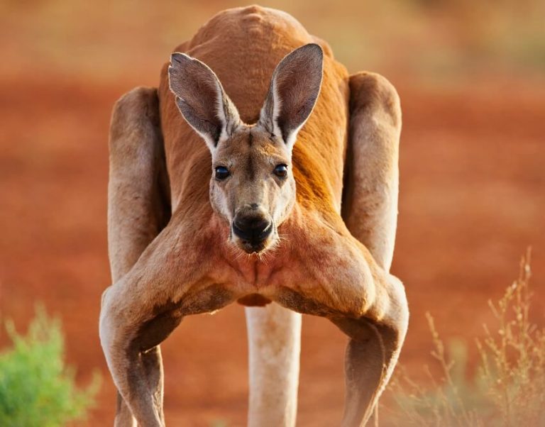 Kangaroo Overview: Diet, Behavior and Habitat