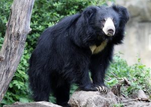 Top 10 Largest Bear Species in the World - Meet the Biggest Bears on Earth