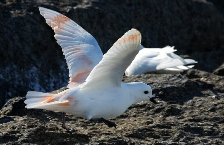 The Largest Birds in the World: Top 10 Biggest Species