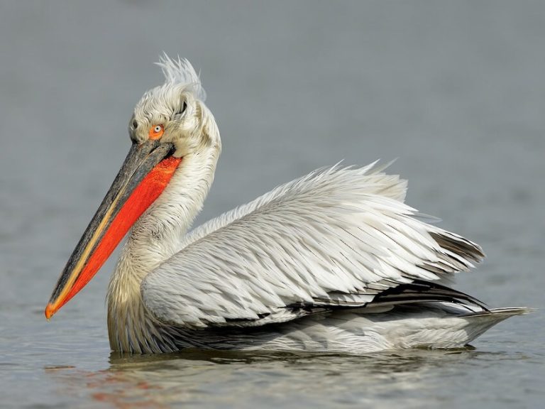The Largest Birds in the World: Top 10 Biggest Species