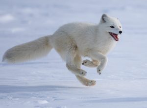 Top 3 Largest Fox Species in the World - Meet the Giants of the Fox Family