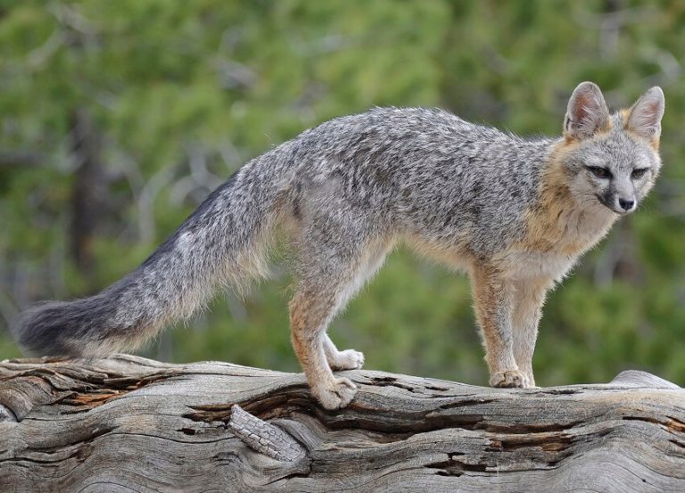 Top 3 Largest Fox Species in the World - Meet the Giants of the Fox Family