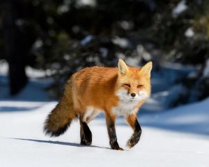 Top 3 Largest Fox Species in the World - Meet the Giants of the Fox Family