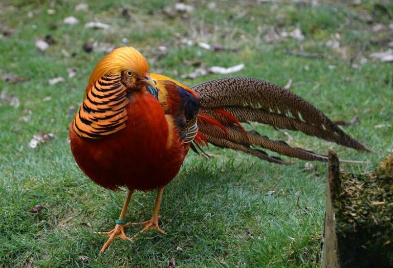 Top 10 Most Beautiful Birds in the World - Stunning Feathers & Colors