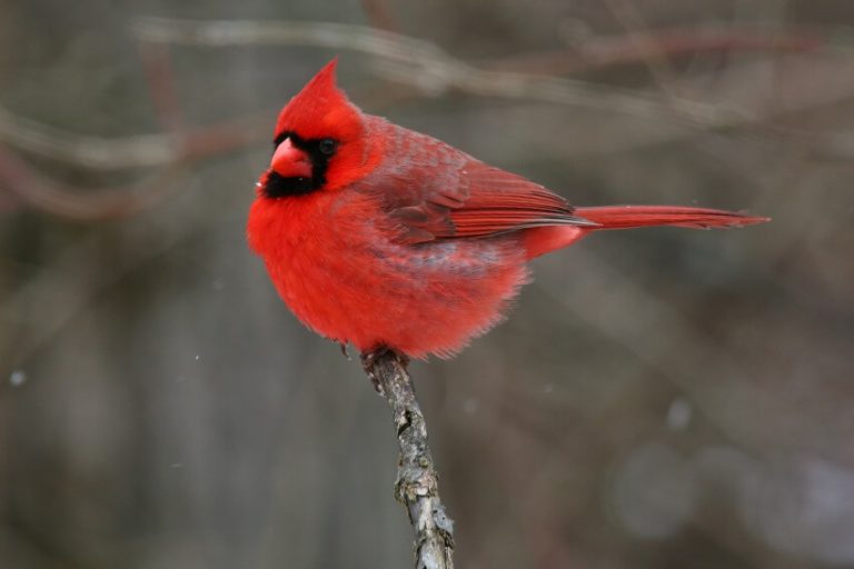 Top 10 Most Beautiful Birds in the World - Stunning Feathers & Colors