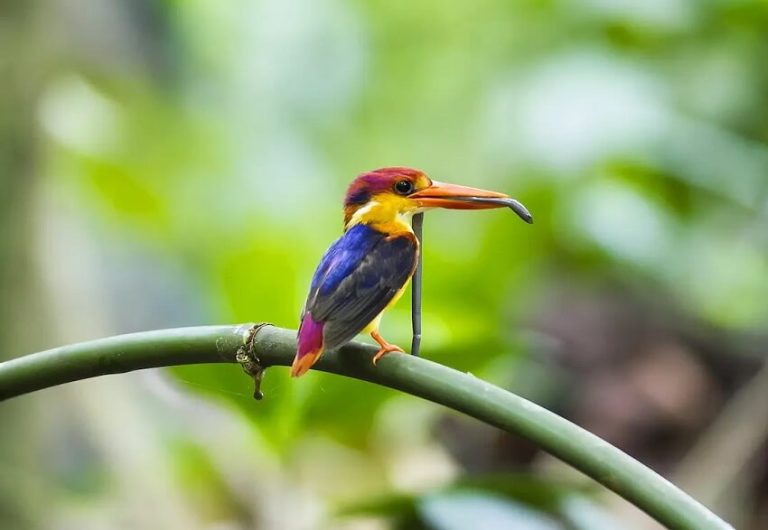 Top 10 Most Beautiful Birds in the World - Stunning Feathers & Colors
