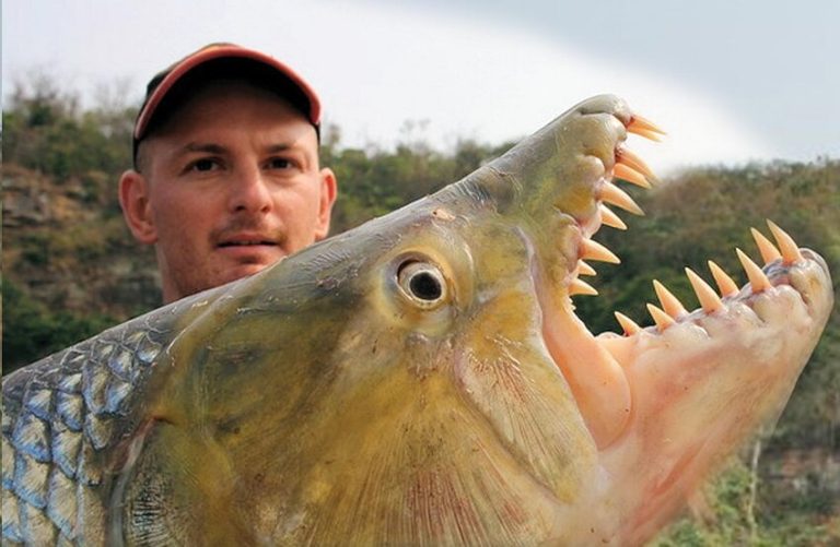 Top 13 Most Dangerous Freshwater Fish That You Should Avoid