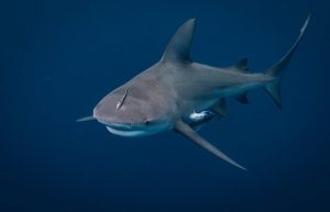 Top 13 Most Dangerous Freshwater Fish That You Should Avoid