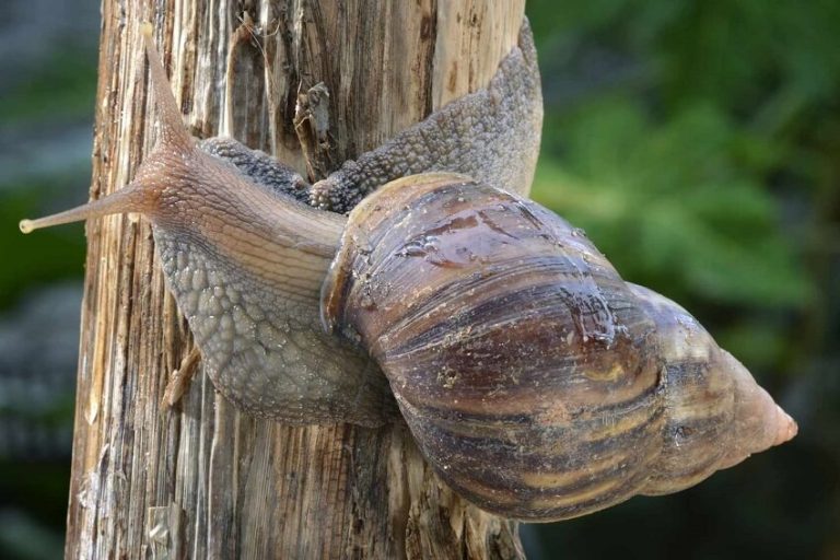 Top 18 Most Dangerous Invertebrates in the World You Should Know