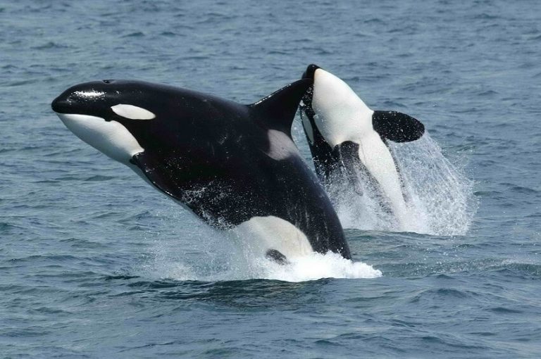 Top 10 Most Dangerous Predators in the World You Should Avoid