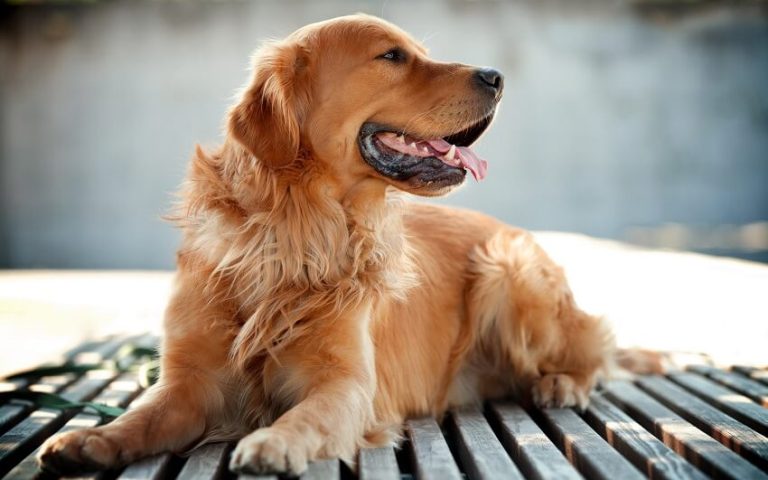 Top 10 Dog Breeds the World Can't Stop Googling in 2025