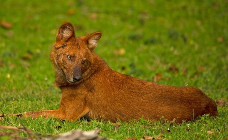 Top 8 Most Unusual Animals in the World You Won’t Believe Exist