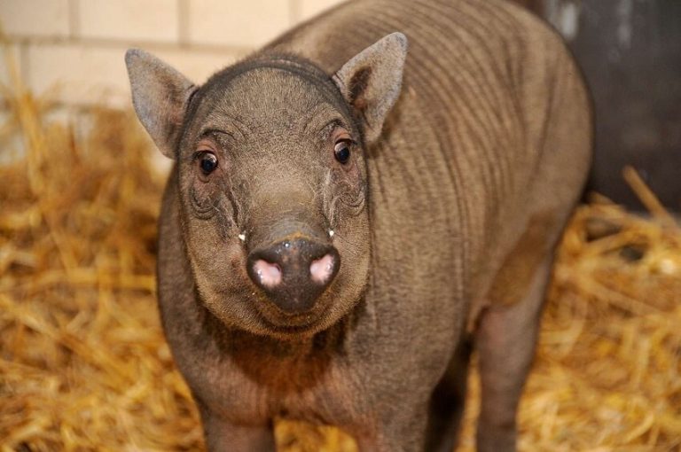 Top 8 Most Unusual Animals in the World You Won’t Believe Exist