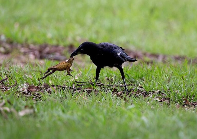 Top 3 Most Vengeful Animals in the World - Never Make Them Angry!