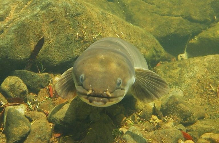 Discover the Oldest Living Animals on Earth and Their Lifespans