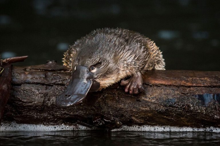 Platypus: 6 Incredible Facts That Sound Totally Made Up
