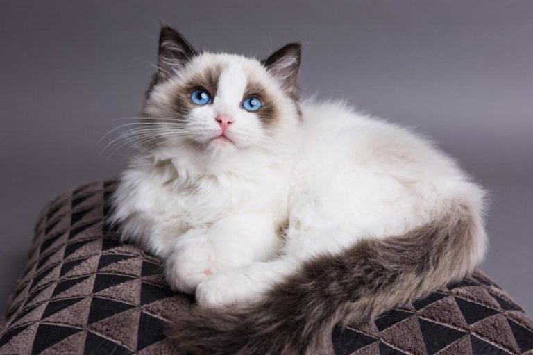 Ragdoll Cat Breed Guide: Personality, Care and Fun Facts