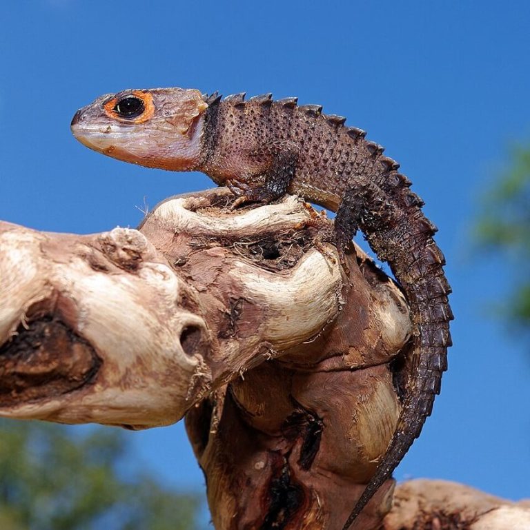 Red-Eyed Crocodile Skink Care: Habitat, Diet and Temperament