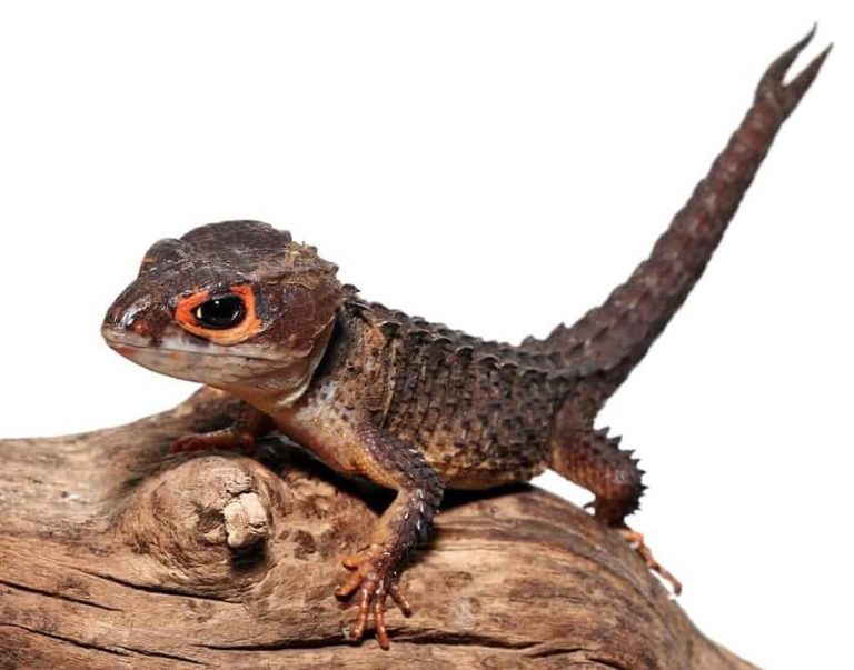 Red-Eyed Crocodile Skink Care: Habitat, Diet and Temperament