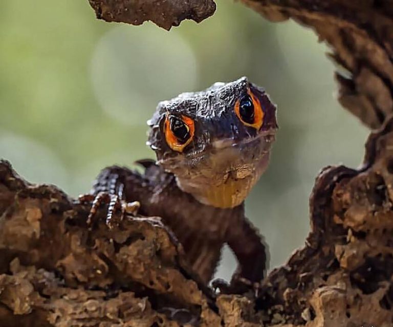 Red-Eyed Crocodile Skink Care: Habitat, Diet and Temperament