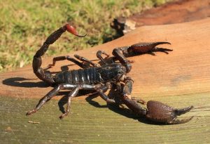 Scorpion Facts and Care Guide: Habitat, Diet and Behavior